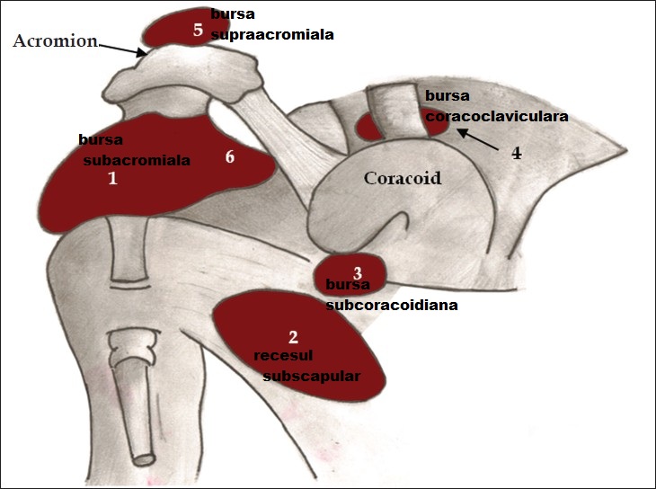 Articulatia umarului